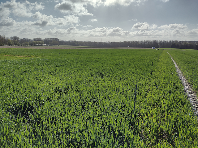 OPTITARWE: een efficiëntere inzet van stikstof bij tarwe | Bodemkundige ...